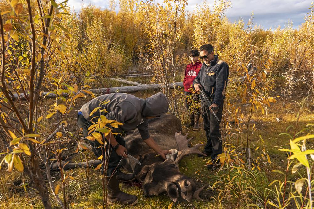 Alaska's Indigenous tribes 'livid', turn to hunting as salmon stocks ...