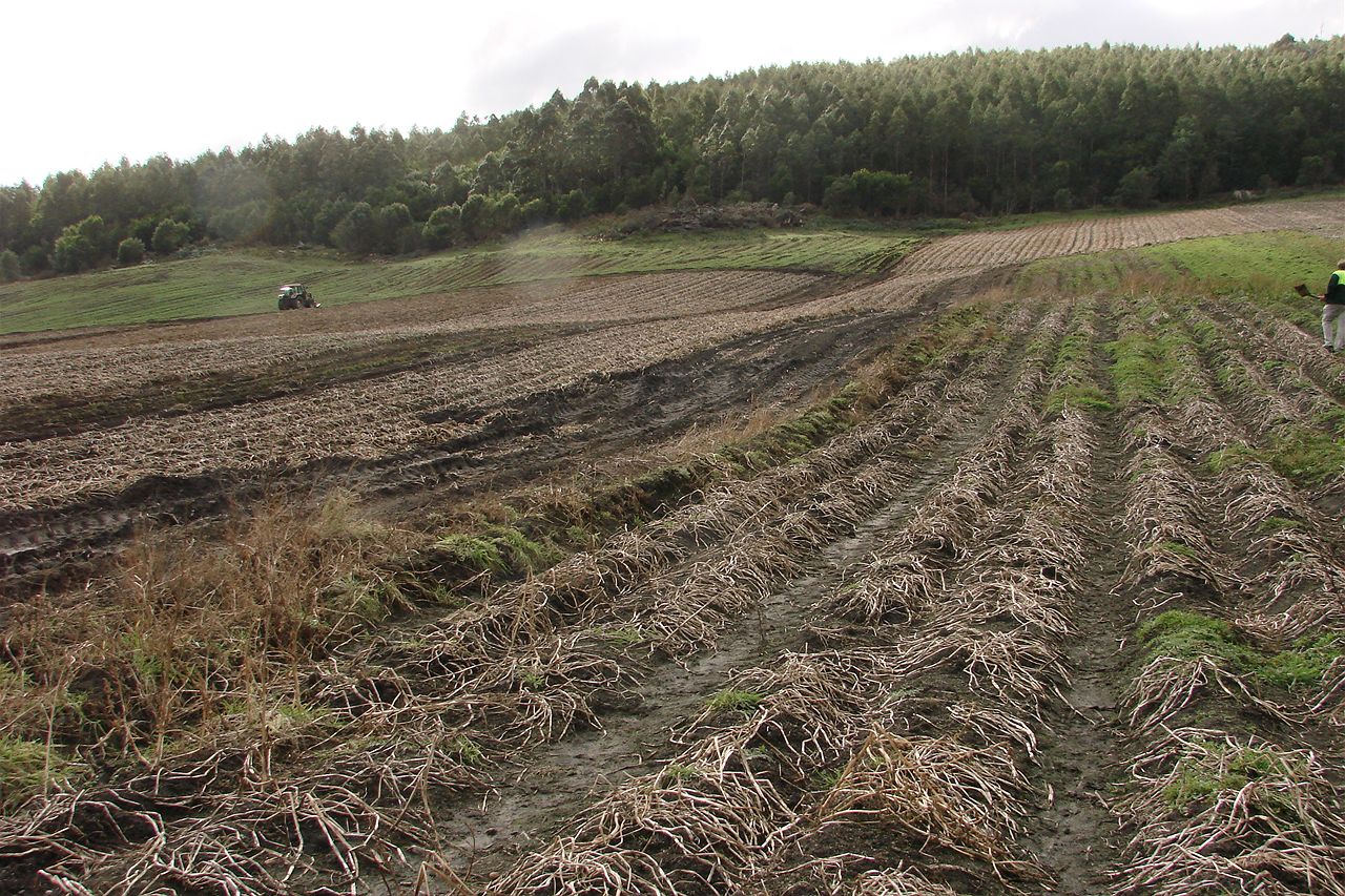 Mondello Farms collapse leaves potato growers out of pocket - ABC News
