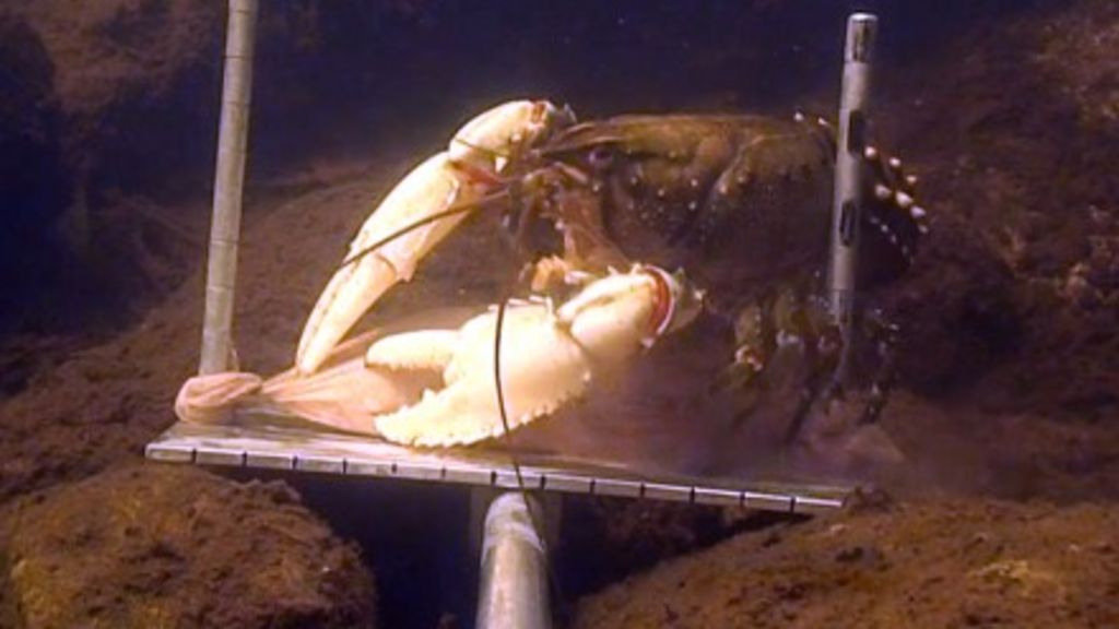 Craig's Crayfish Tale - ABC News