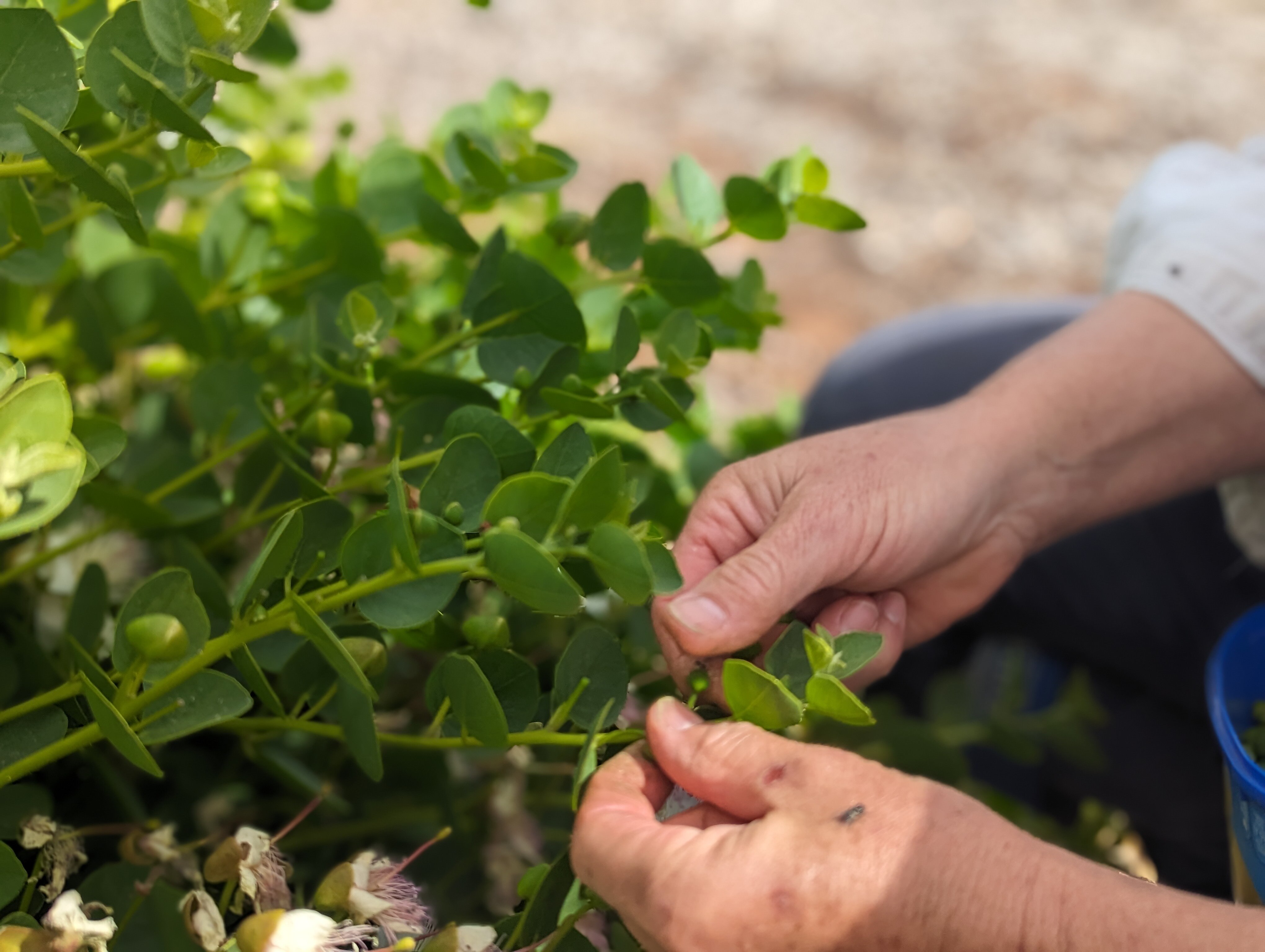 Australian caper farmers selling hard-won harvest to restaurants, home ...