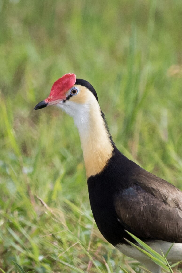 Comb-crested jacana waterbird carrying chicks to safety captured in ...
