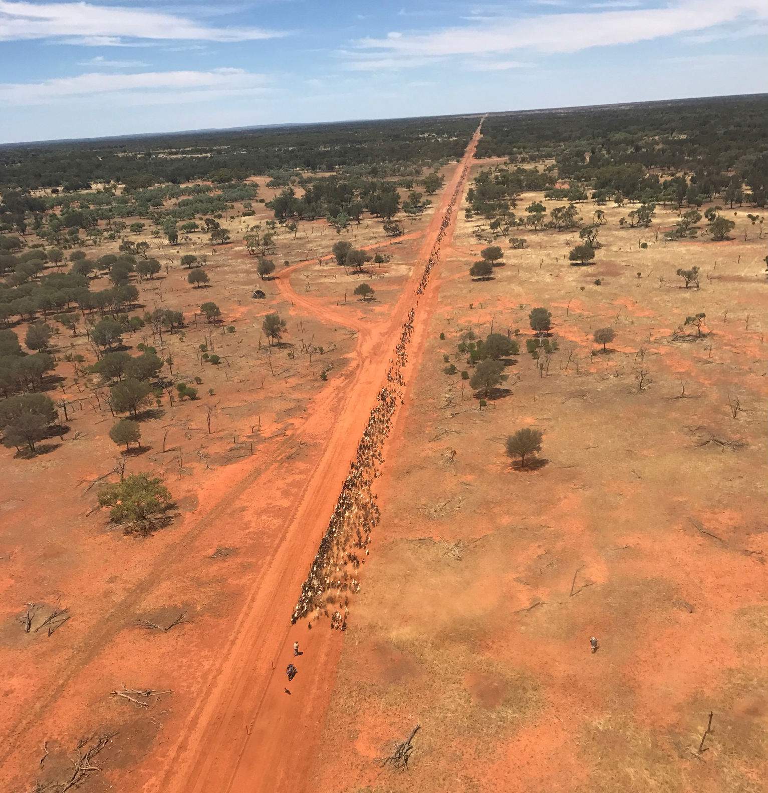 Byron Bay-based chopper musterer says he has never worked a day in his ...