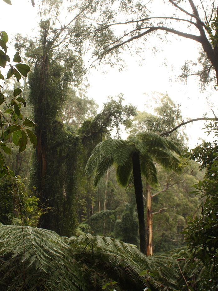 Rare species wiped out before we know about them: citizen scientists on ...