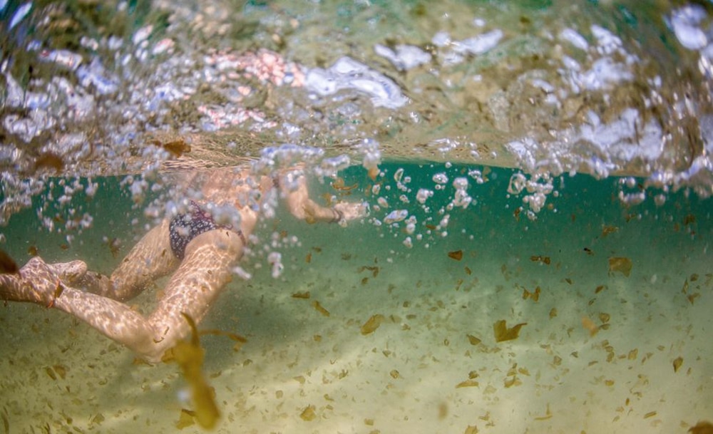 Masses of 'cornflake' seaweed inundating Gold Coast waves and beaches ...