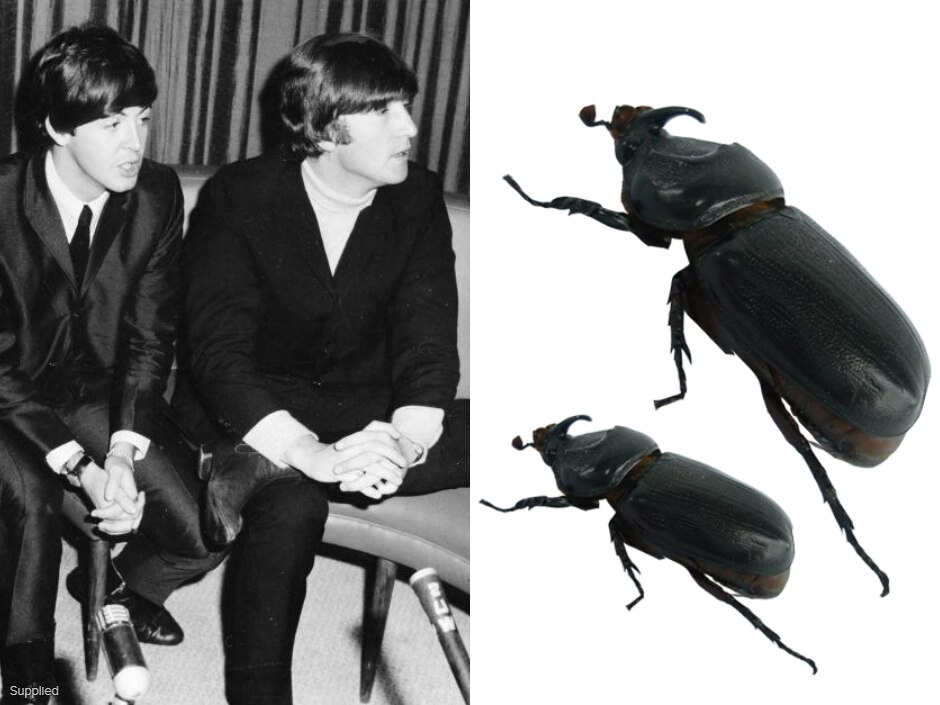 Can you beat The Beatles? The challenges of choosing a good band name ...