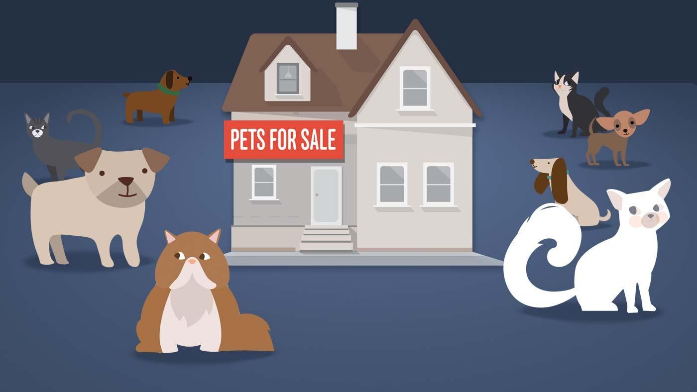 Pet Sales - Behind The News