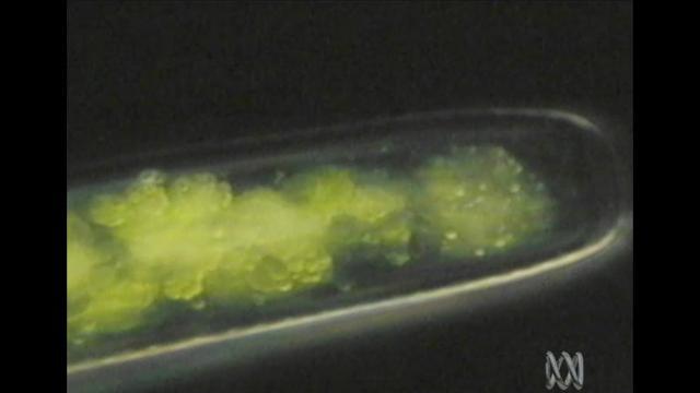 Atoms Alive: Organelles inside cells - ABC Education