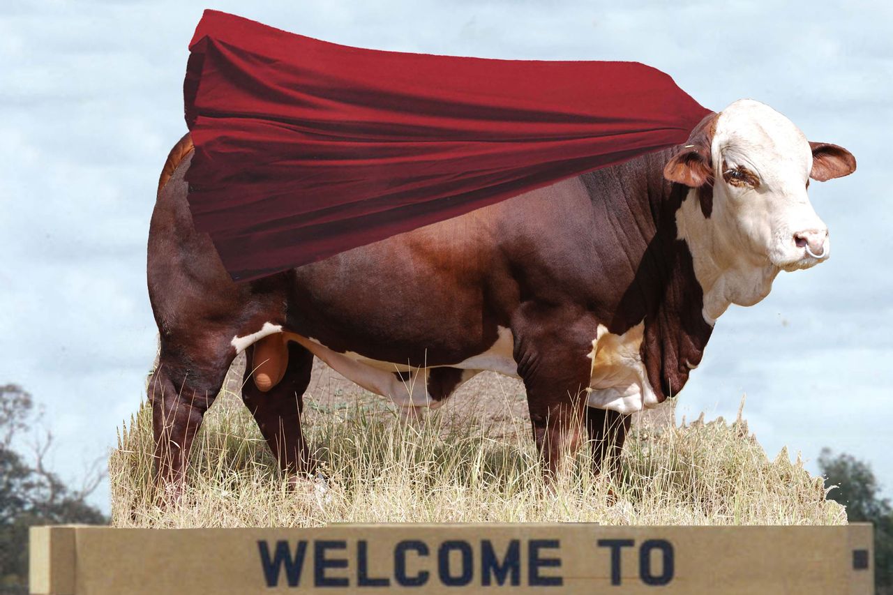 Braford, Rocky's super bull - ABC News