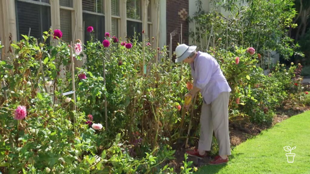 Digging Up Dahlias - Gardening Australia