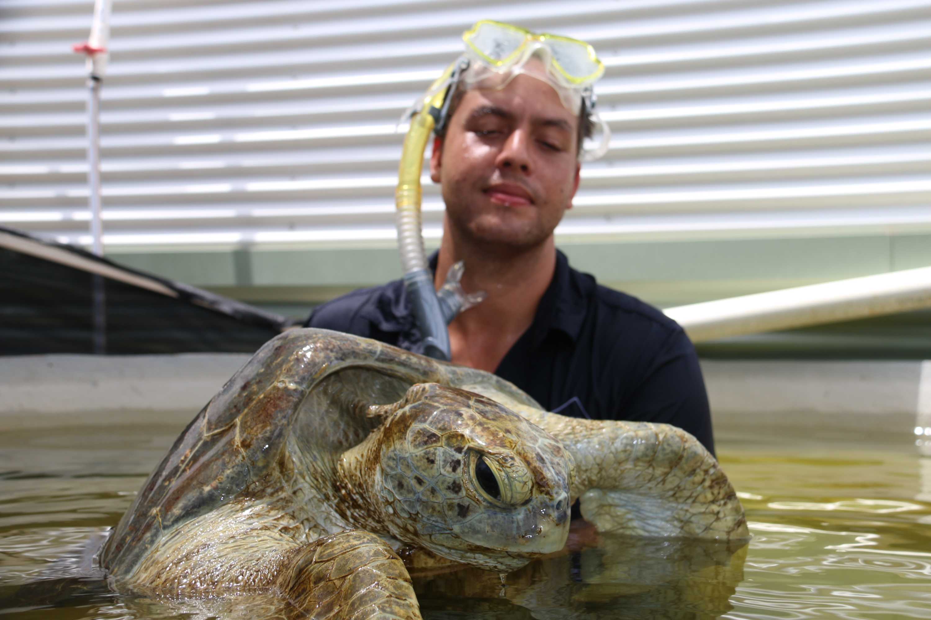 Sea turtles suffering more injuries, illnesses as sea temperatures rise ...