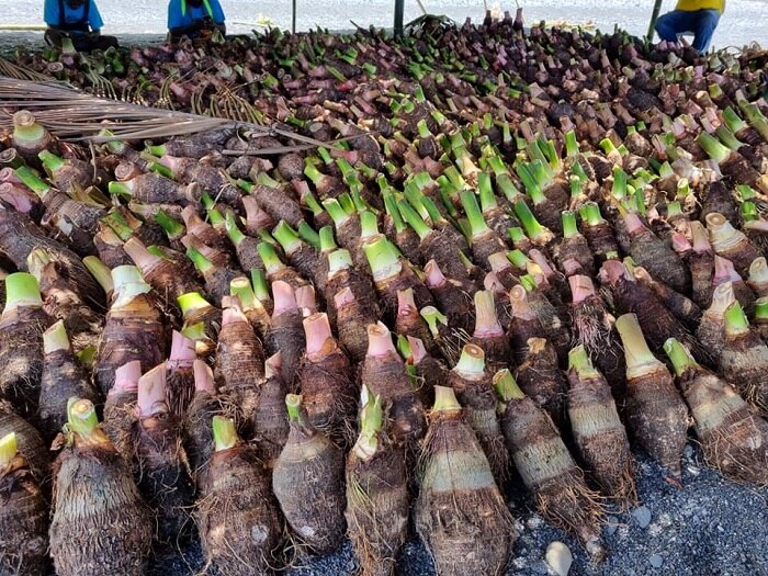 Vanuatu salim moa agrikalsa kaikai igo ovasis - ABC News