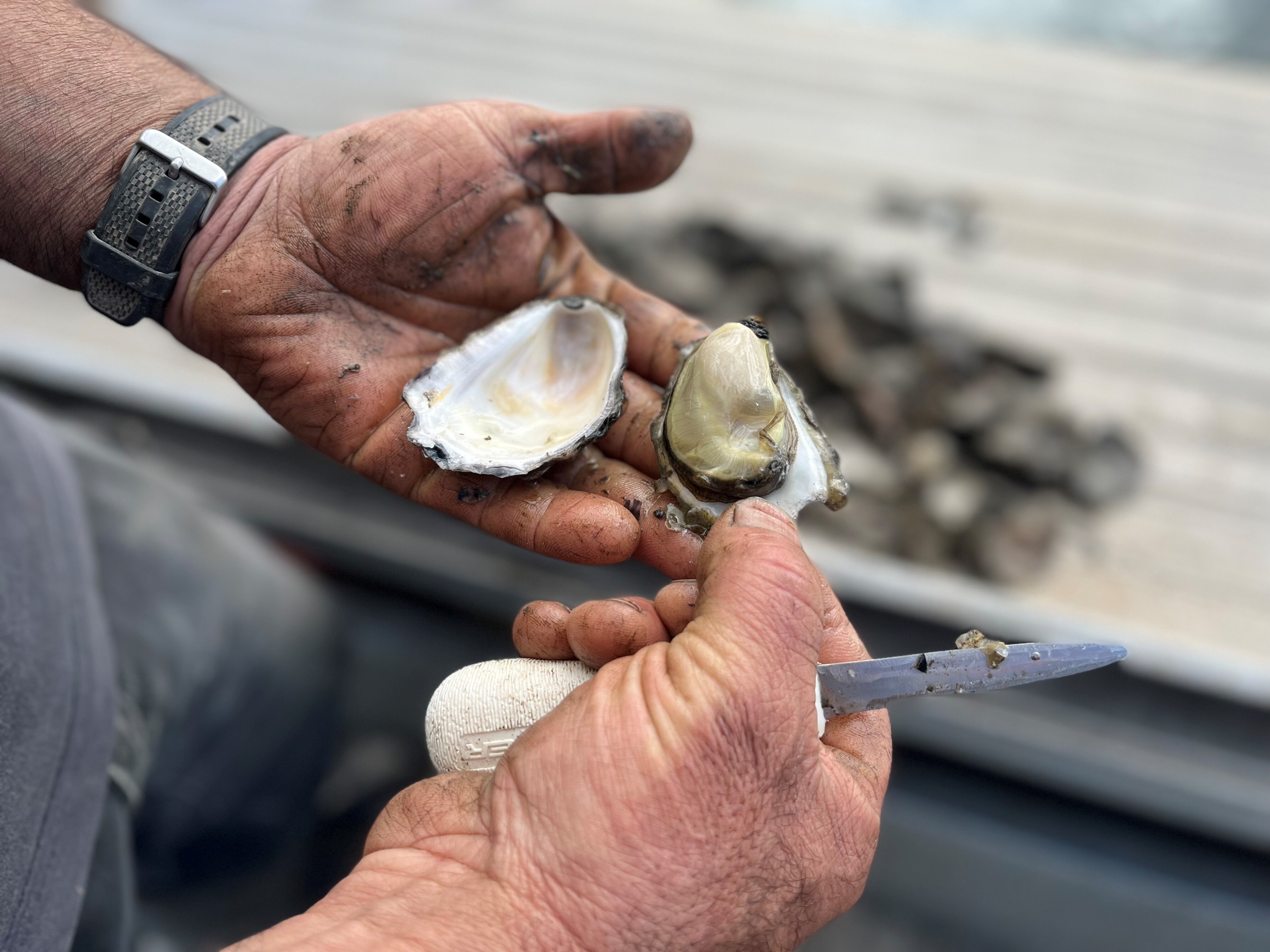 South Coast oyster farmer heads to Ireland to compete in world shucking championship - ABC News