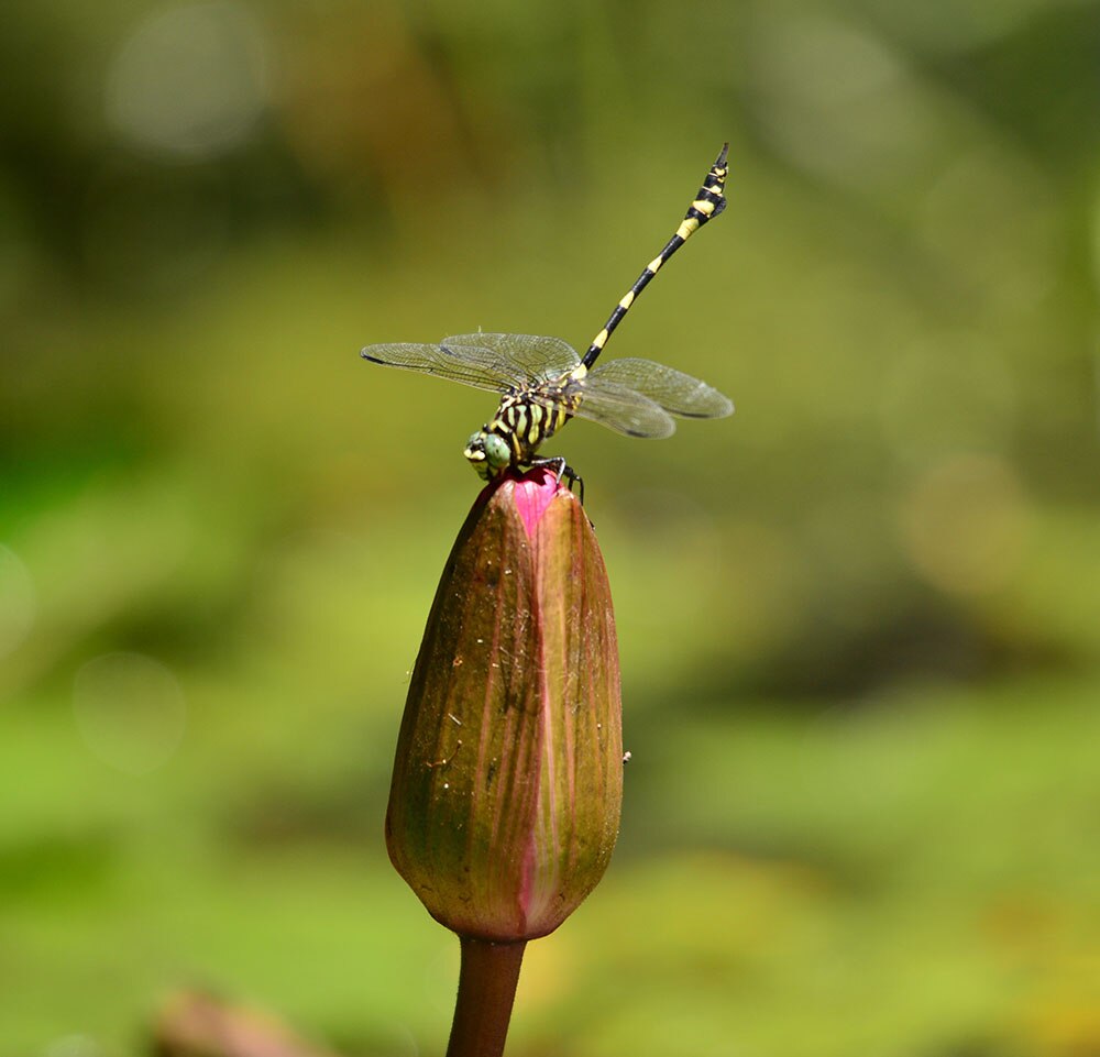 Dragonfly smartphone app to help expand knowledge of insect in tropics ...