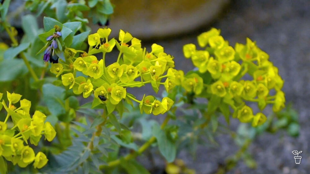 Plant Profile: Gopher Spurge - Gardening Australia