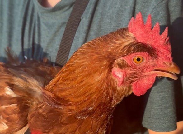 How a daily walk made Mavis the chook a hit in her Logan neighbourhood ...