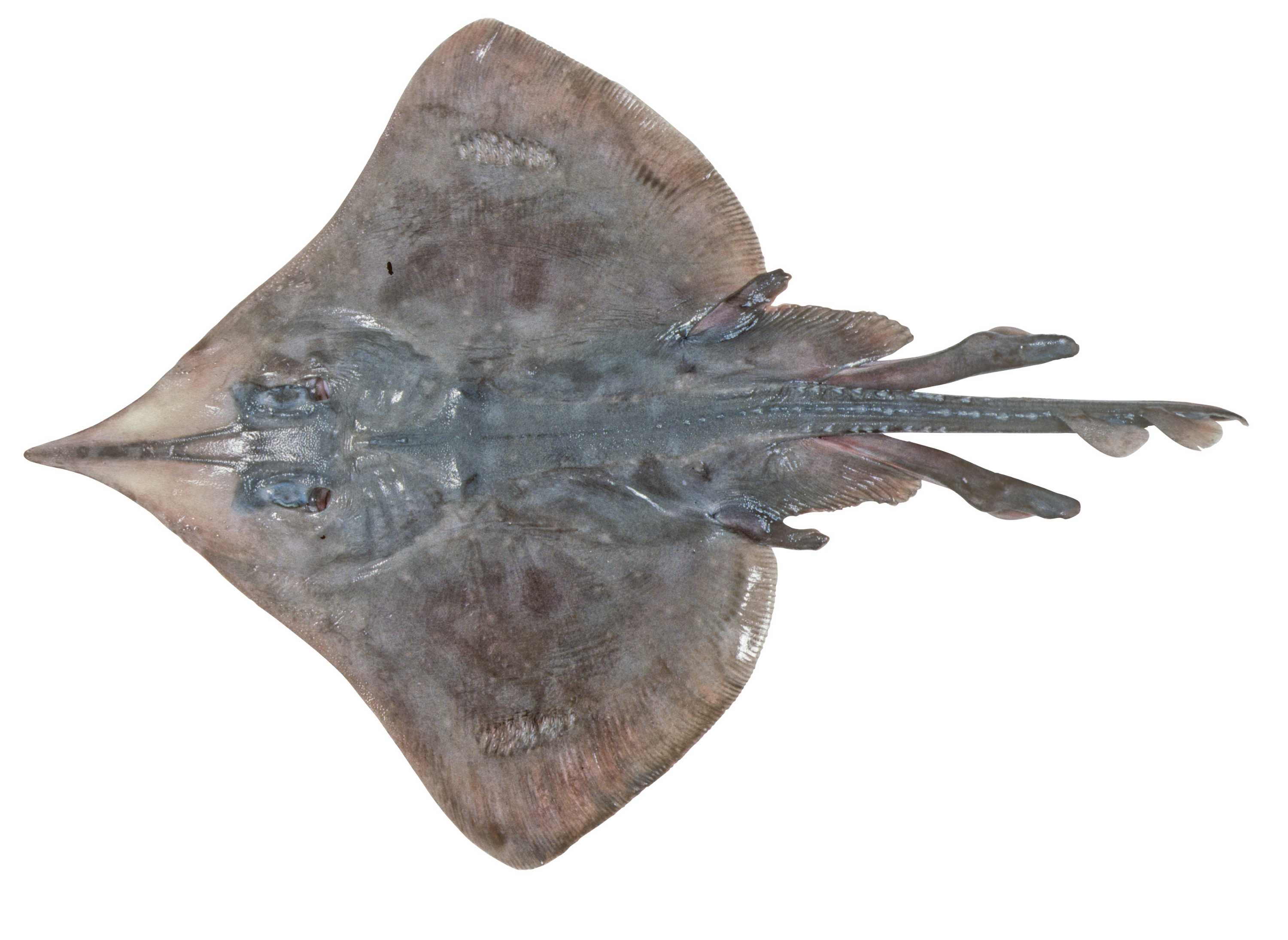 Rare Tasmania fish scrutinised to discover how humans affect them - ABC ...