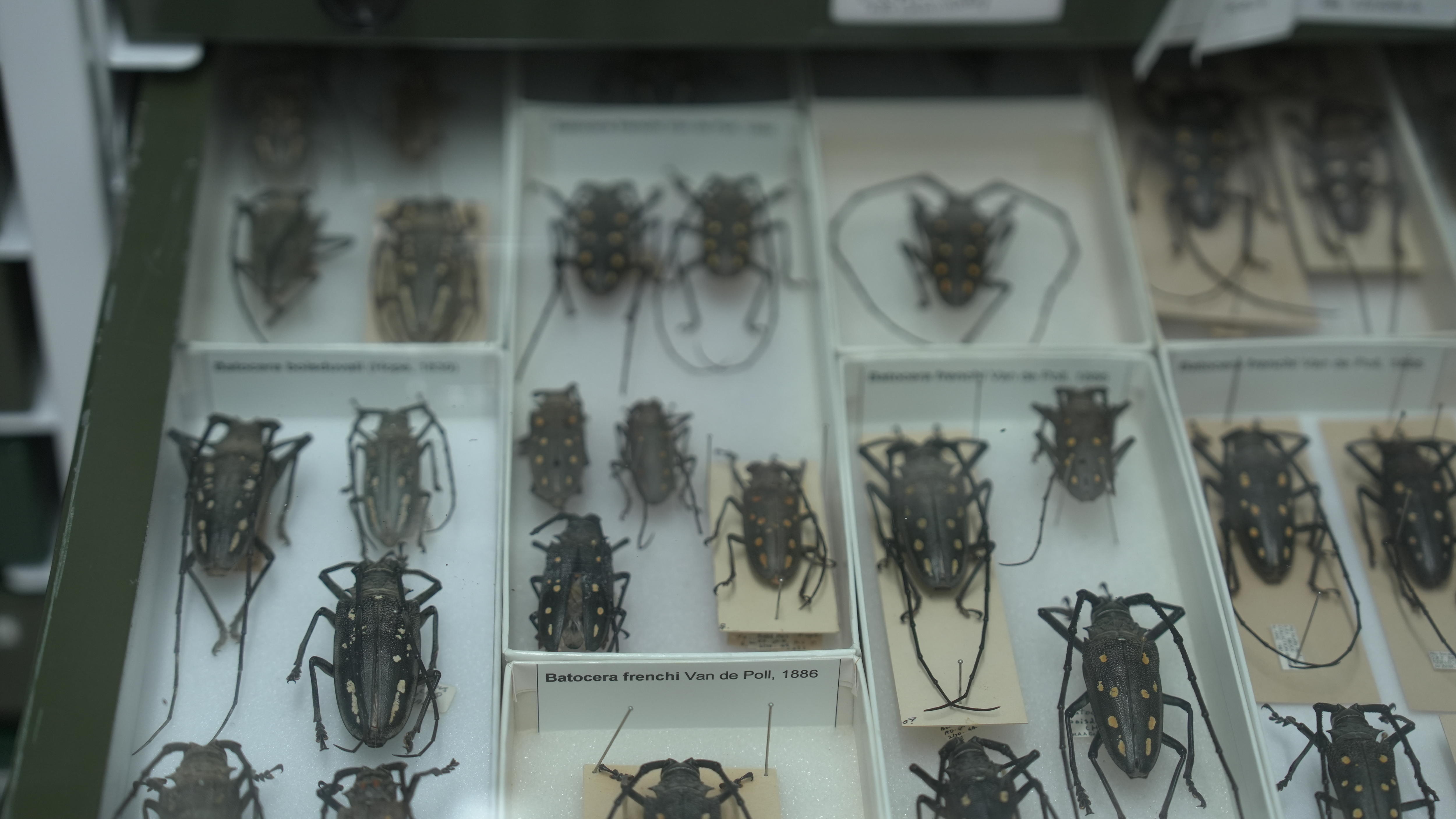 Frozen penguin among millions of specimens moved to new home at CSIRO's ...