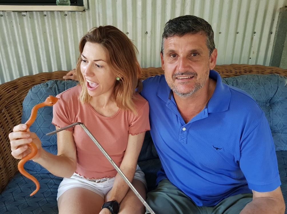 Cow caught chewing on a large python in outback northern Australia ...