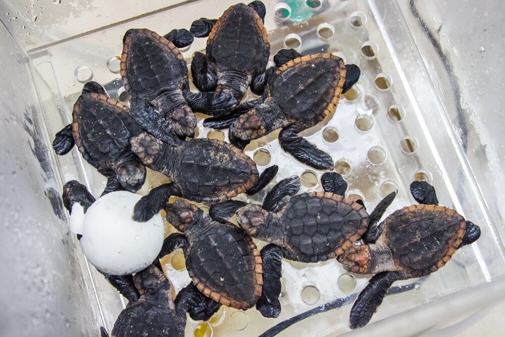 World Science Festival turtle hatchlings released into East Australian ...