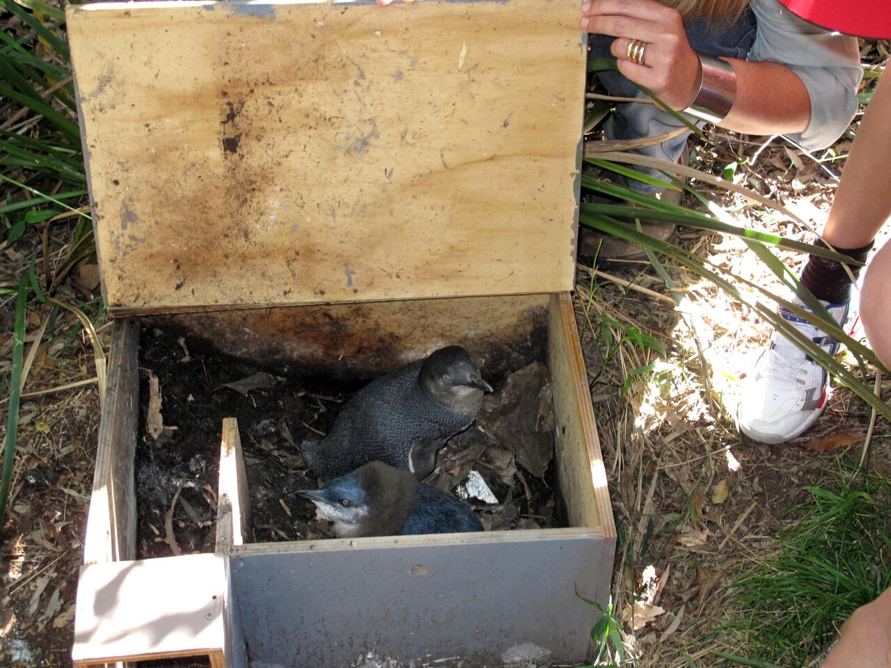 Save the penguin: Help save last NSW colony of little penguins in Manly ...