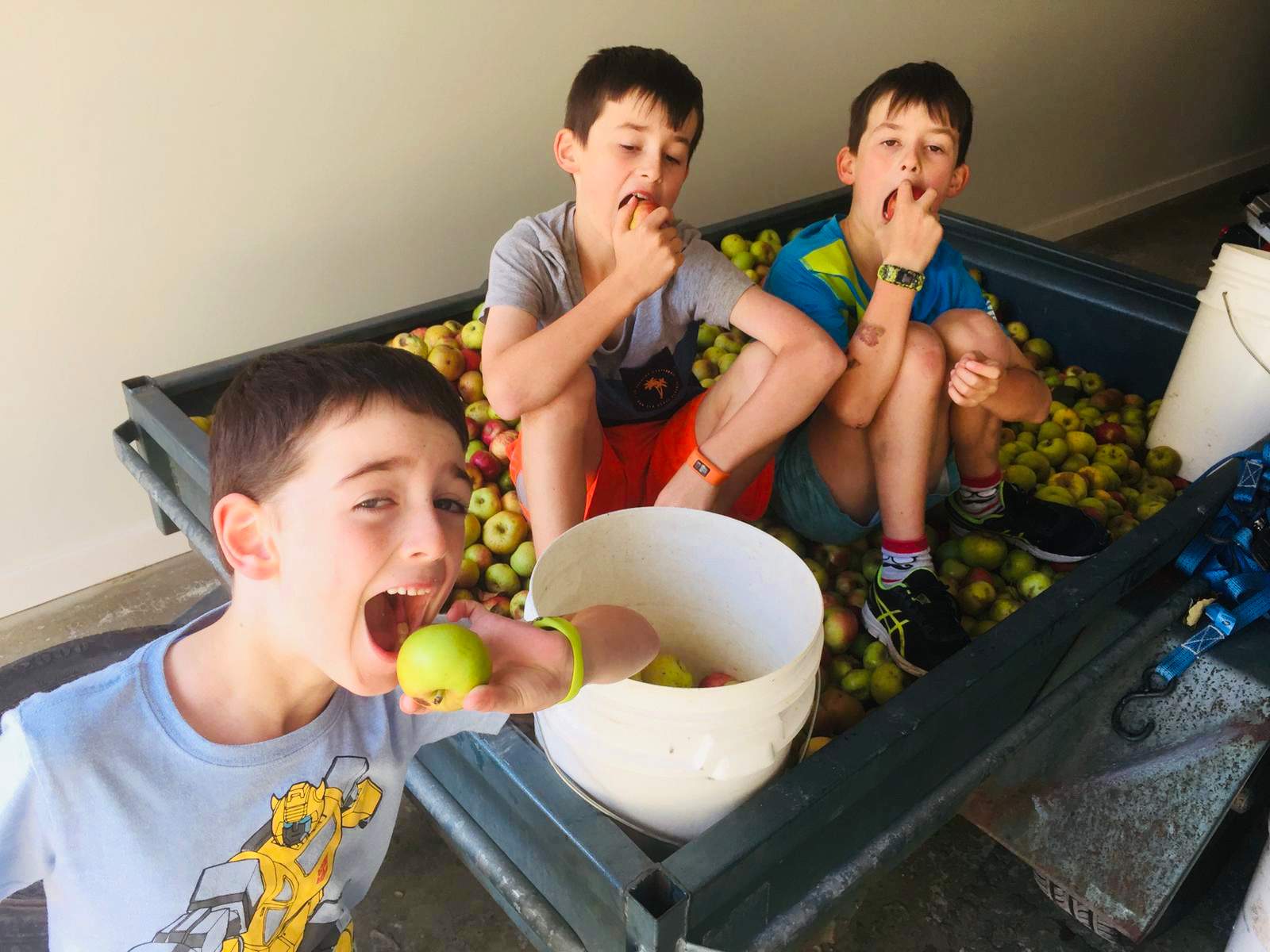 How a Canberra engineer became an artisan cider producer - ABC Canberra