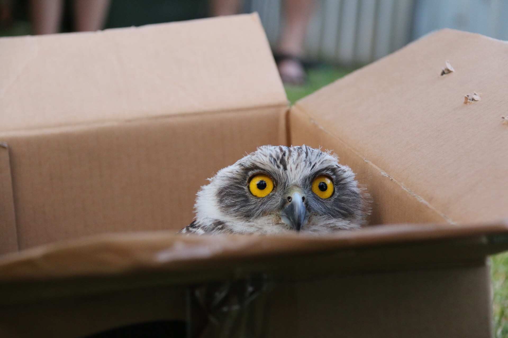 Powerful owl found tangled in rope and hanging from tree rescued in ...