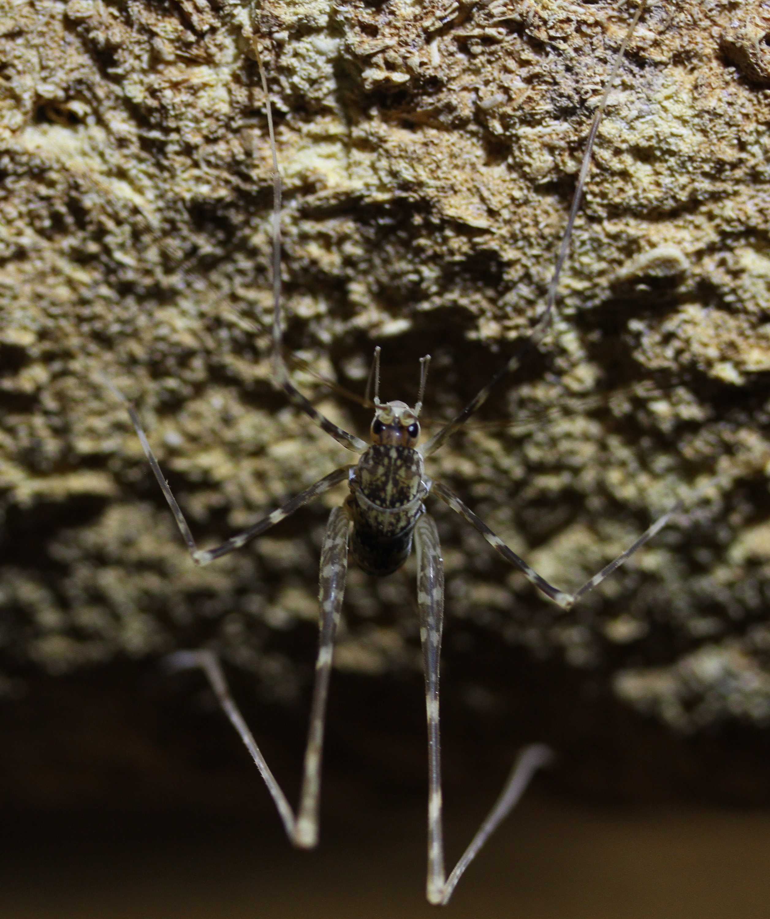 Crickets and sprickets - ABC listen