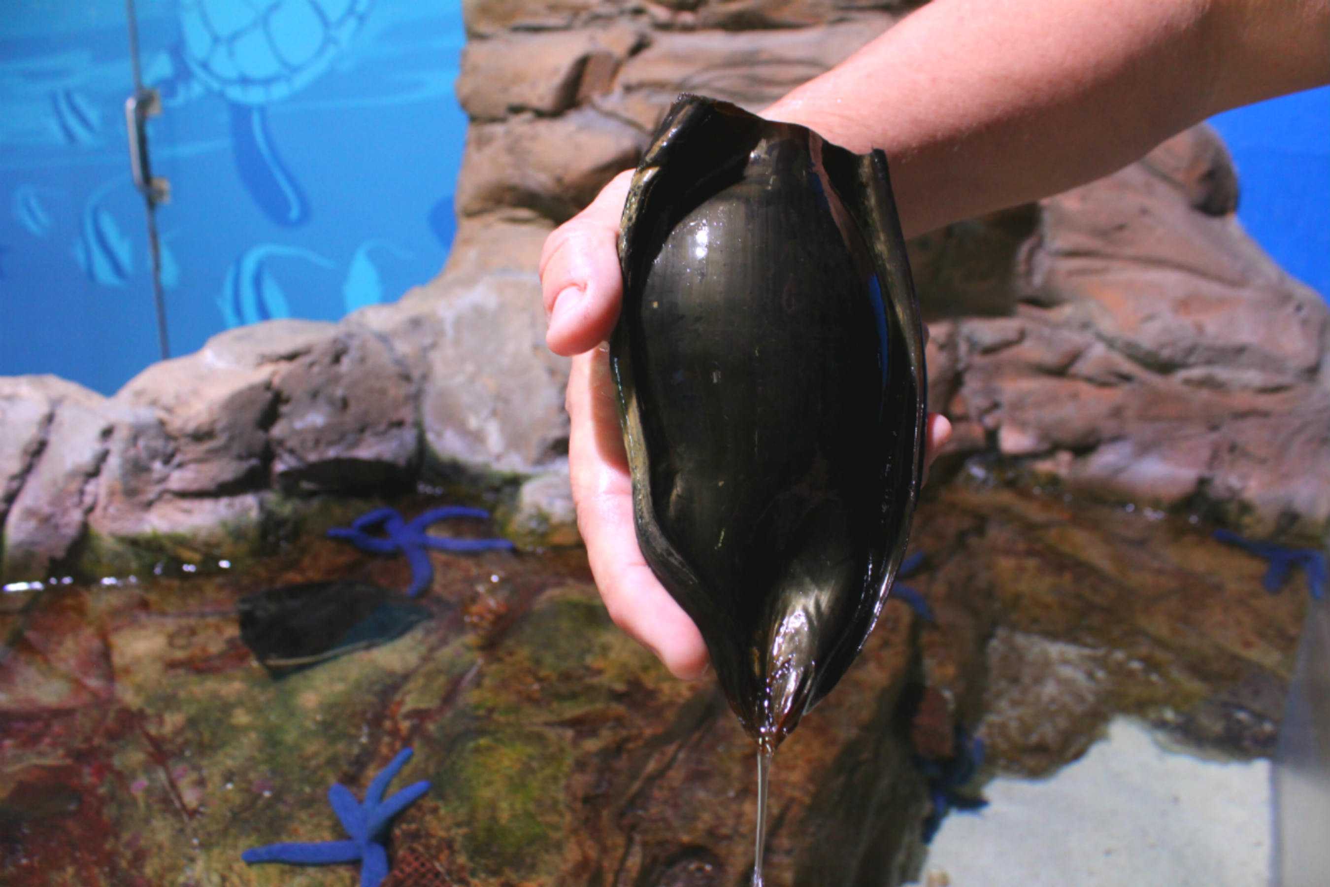 Australian-first artificial insemination experiment hopes to save shark ...