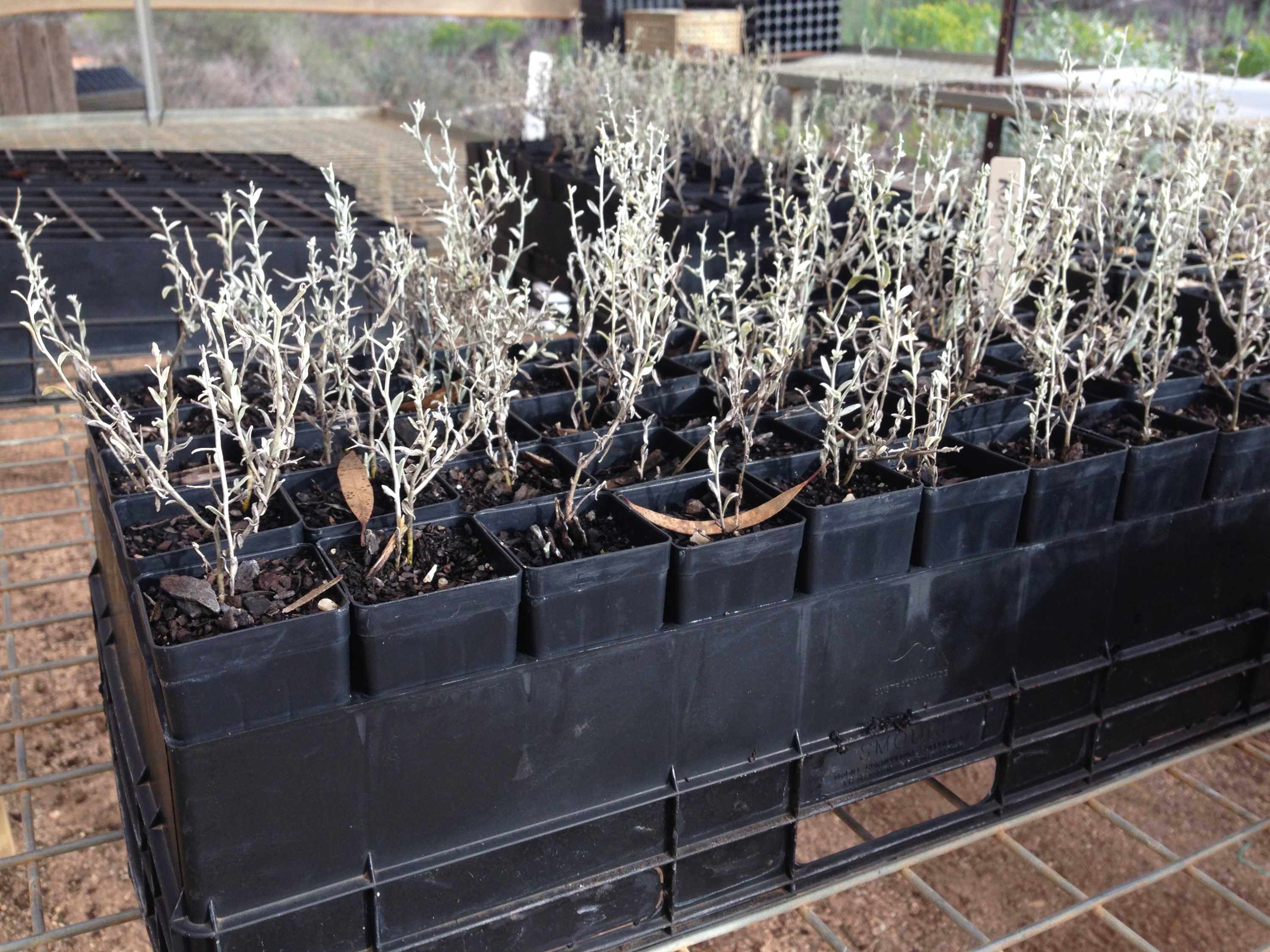 Rare spiny daisy find leads to Riverland wetlands recovery project ...