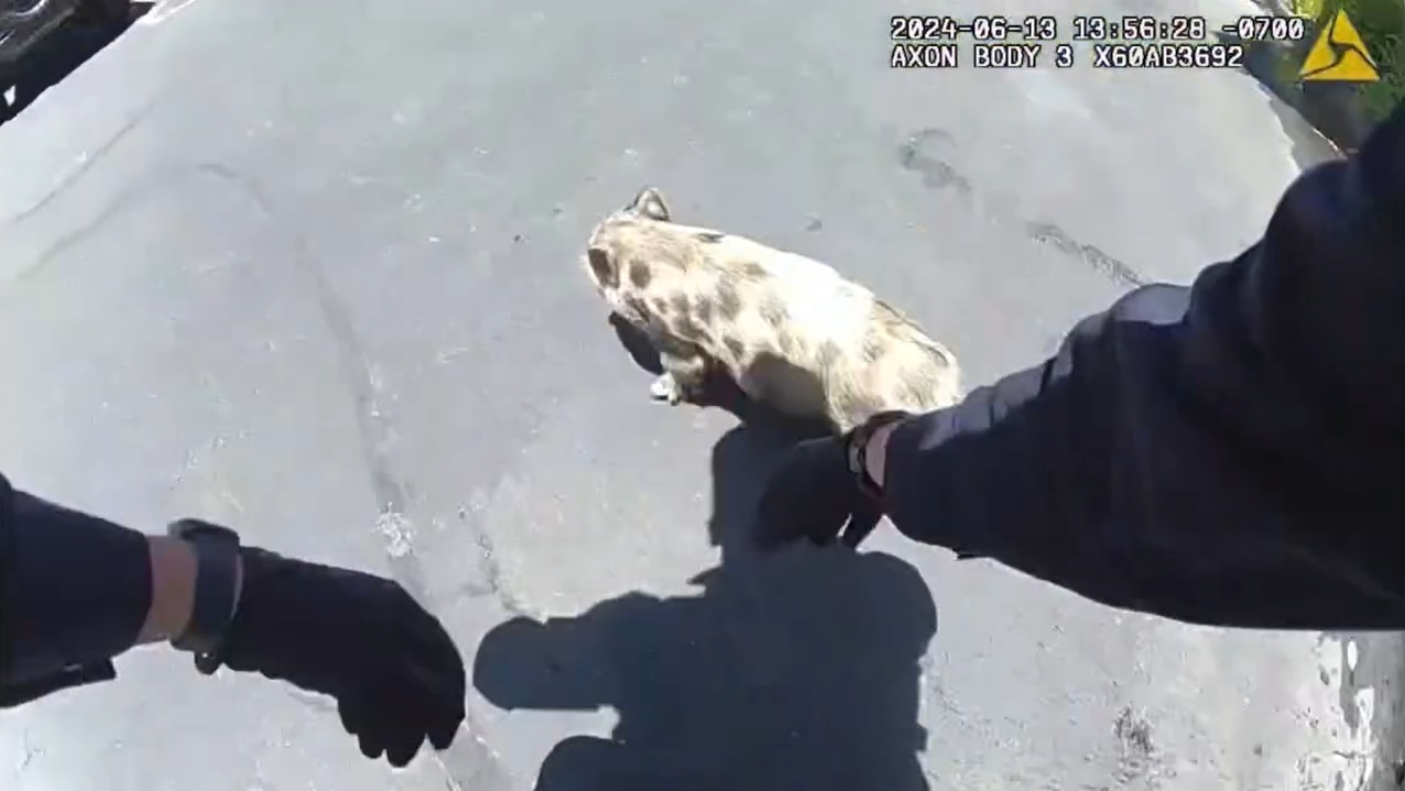 Pet pig called Pickles goes viral after leading California police on ...