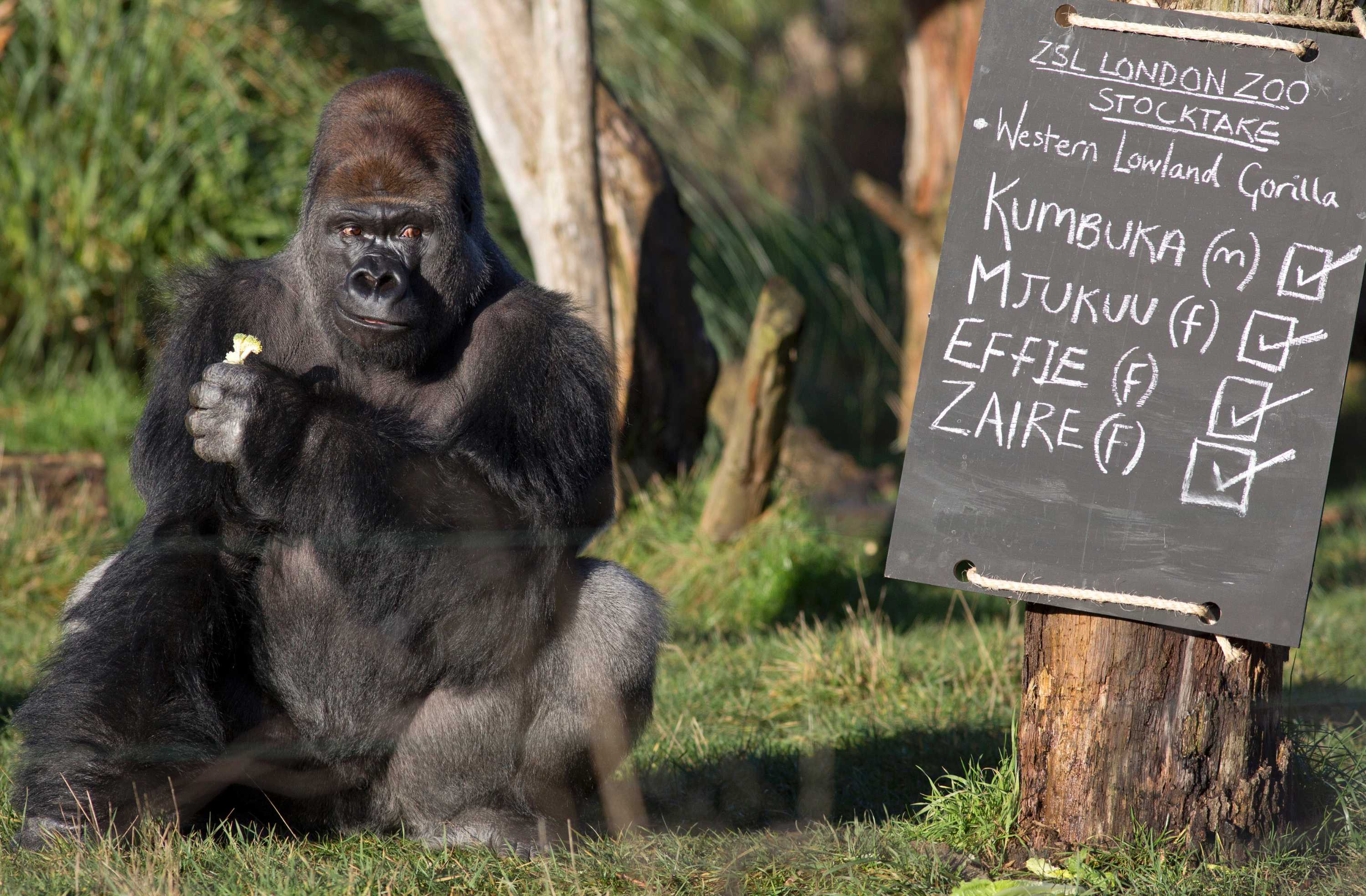 Gorilla escapes London Zoo enclosure - ABC News
