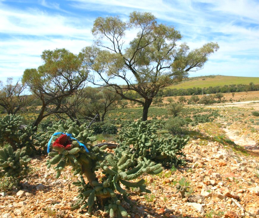 Mexican bug unleashed on outback cactus - ABC News