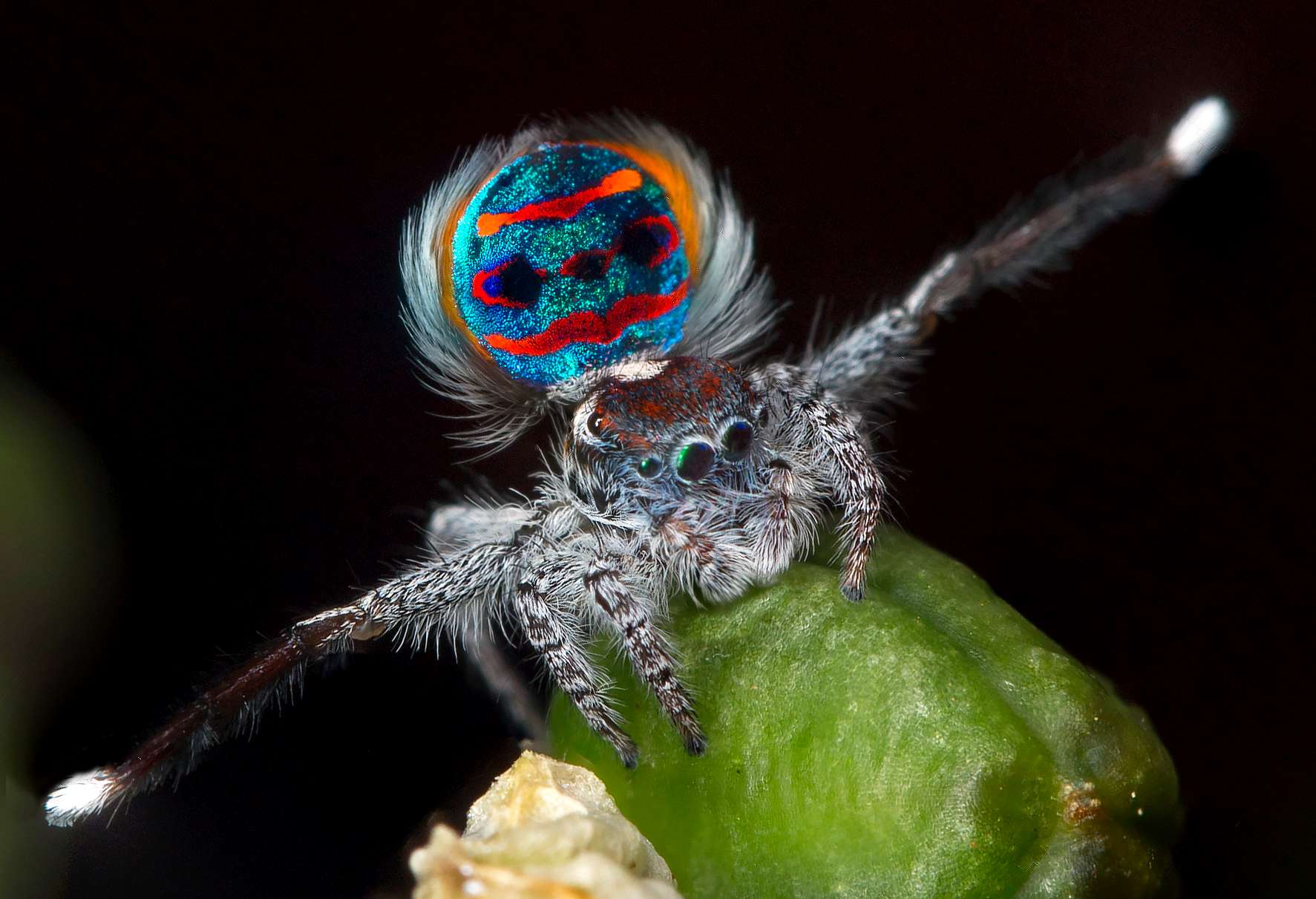How peacock spiders are using dance, colours and distraction to win you ...
