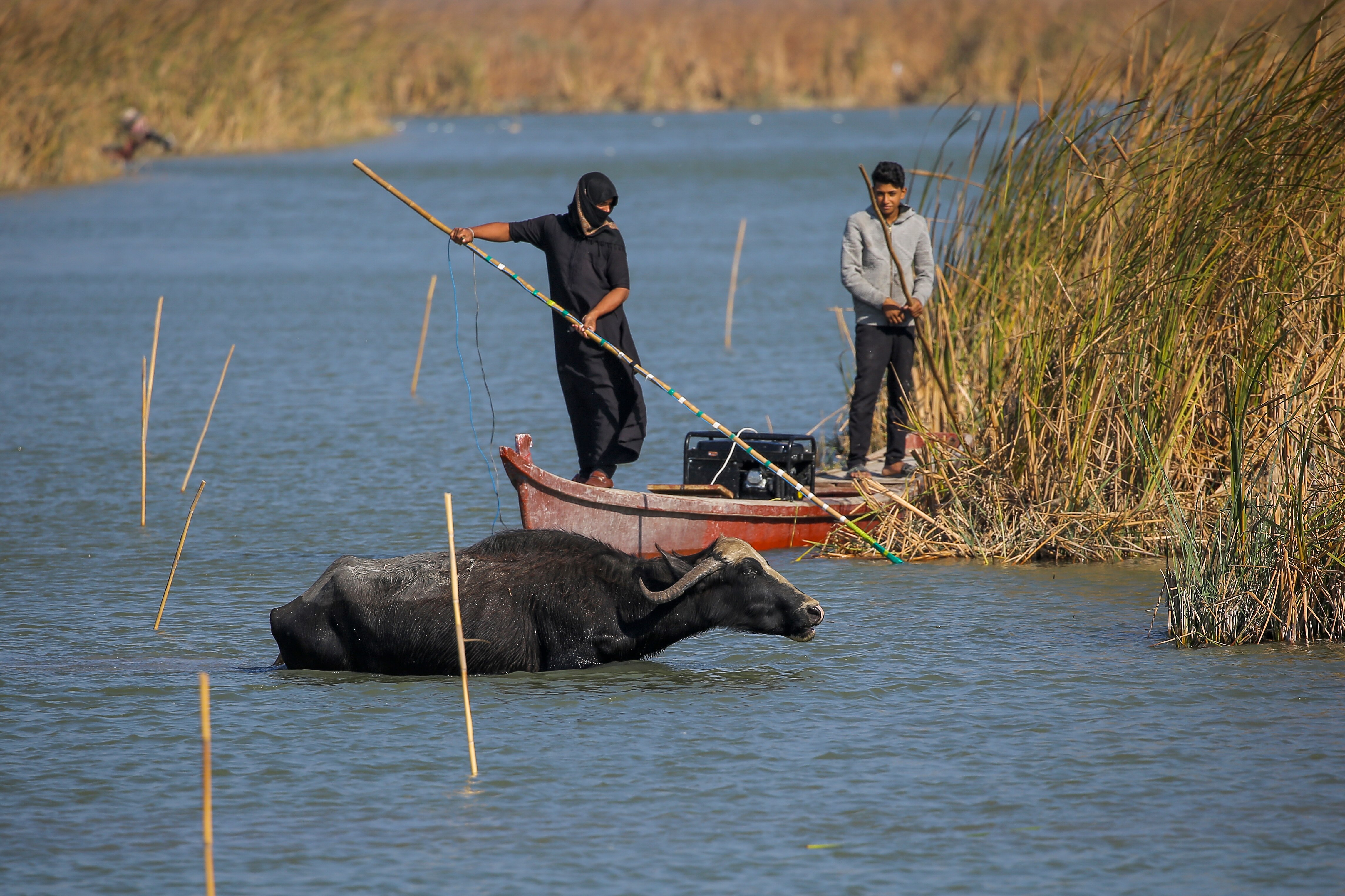 Salt and drought killing buffaloes in Iraq's southern marshes - ABC News