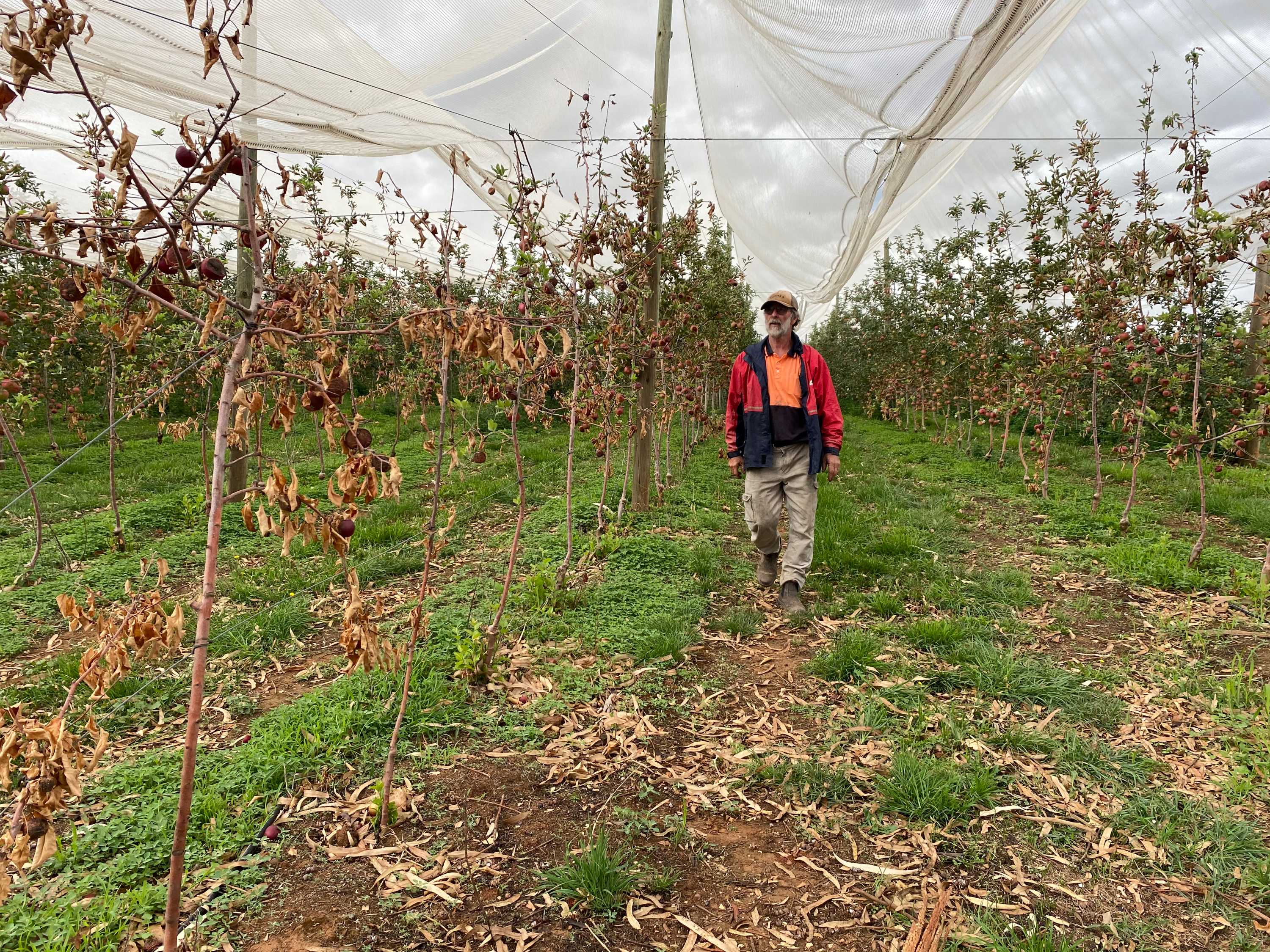 Batlow apple growers impacted by bushfire call for more support to get ...
