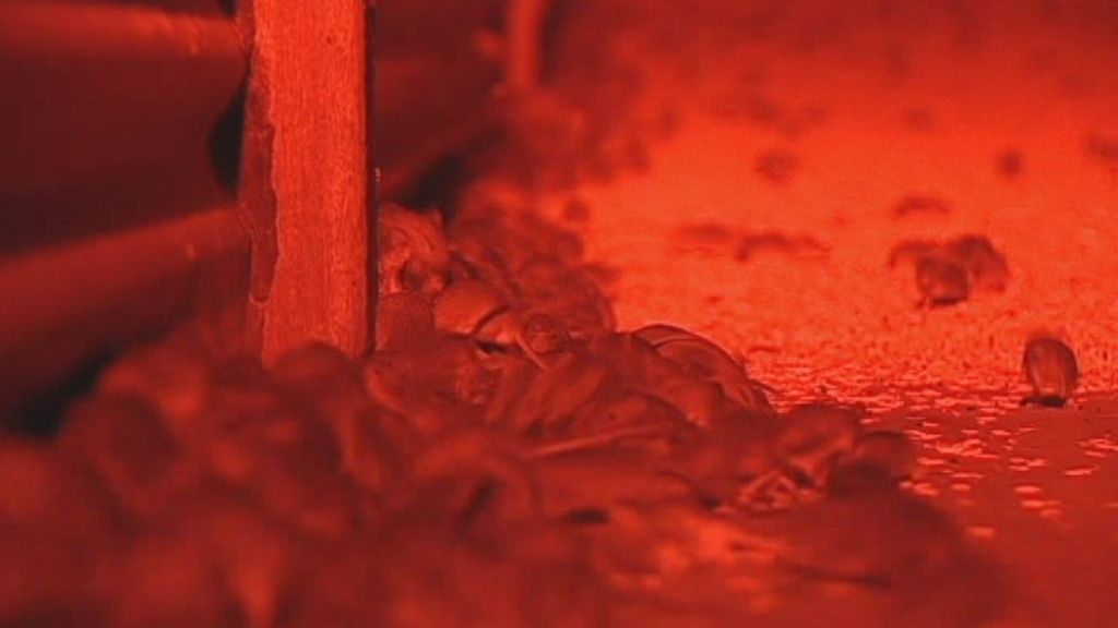 Cannibal mice eat each other as grain harvest ends, lowering the rodent ...