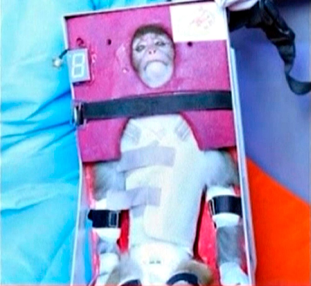 Iran 'sends monkey into space' - ABC News