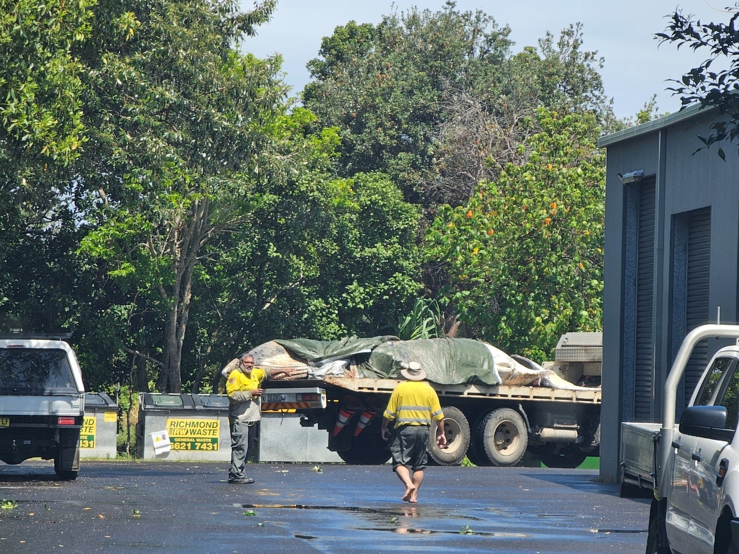Dead humpback whale washes up on popular Byron Bay surf beach - ABC News
