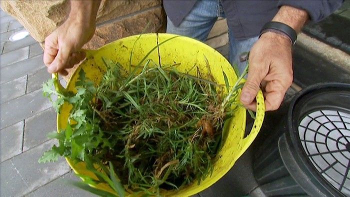 Putting Weeds to Work - Gardening Australia