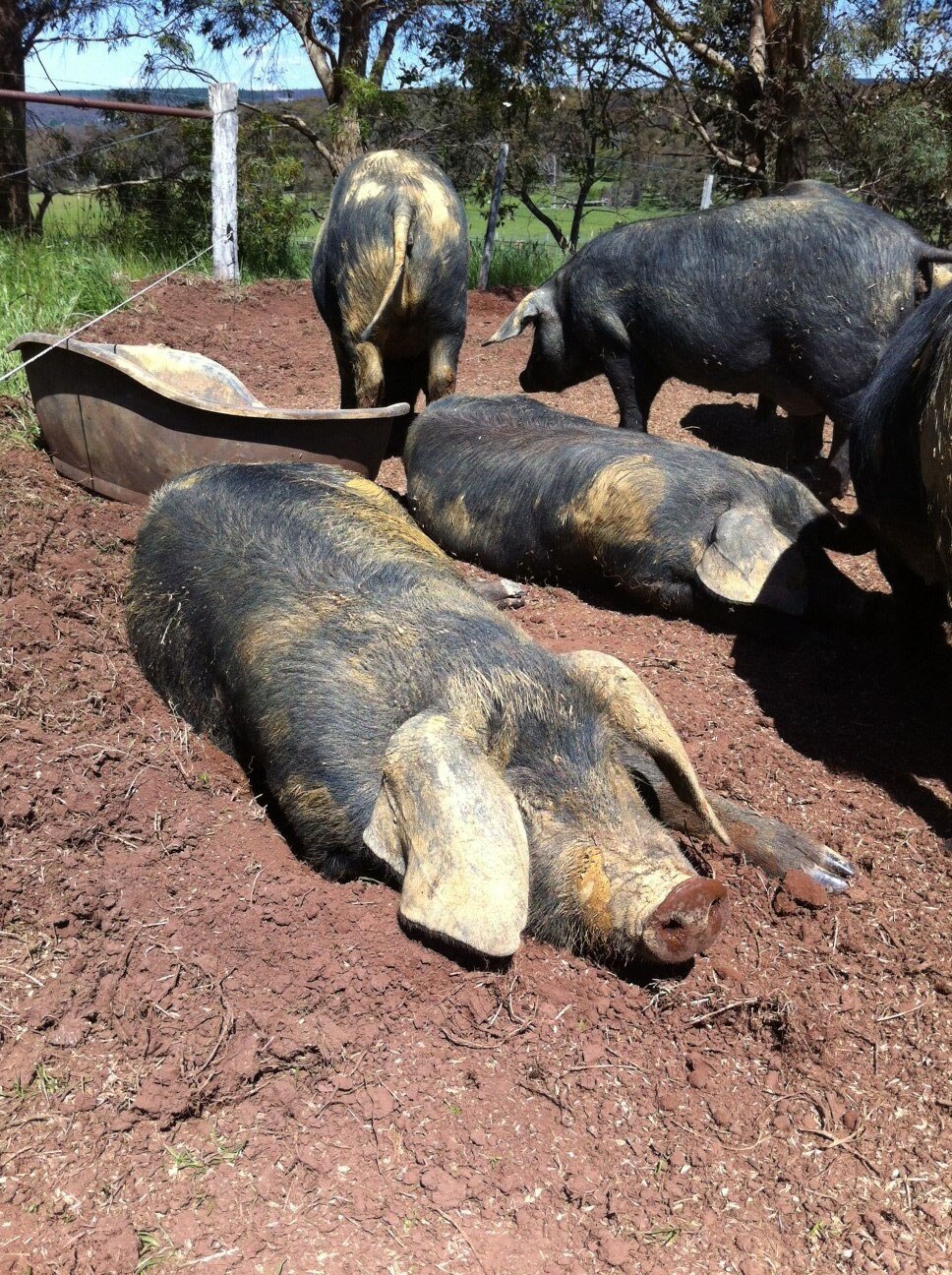 How best to slaughter Wilbur 101? - ABC Radio National