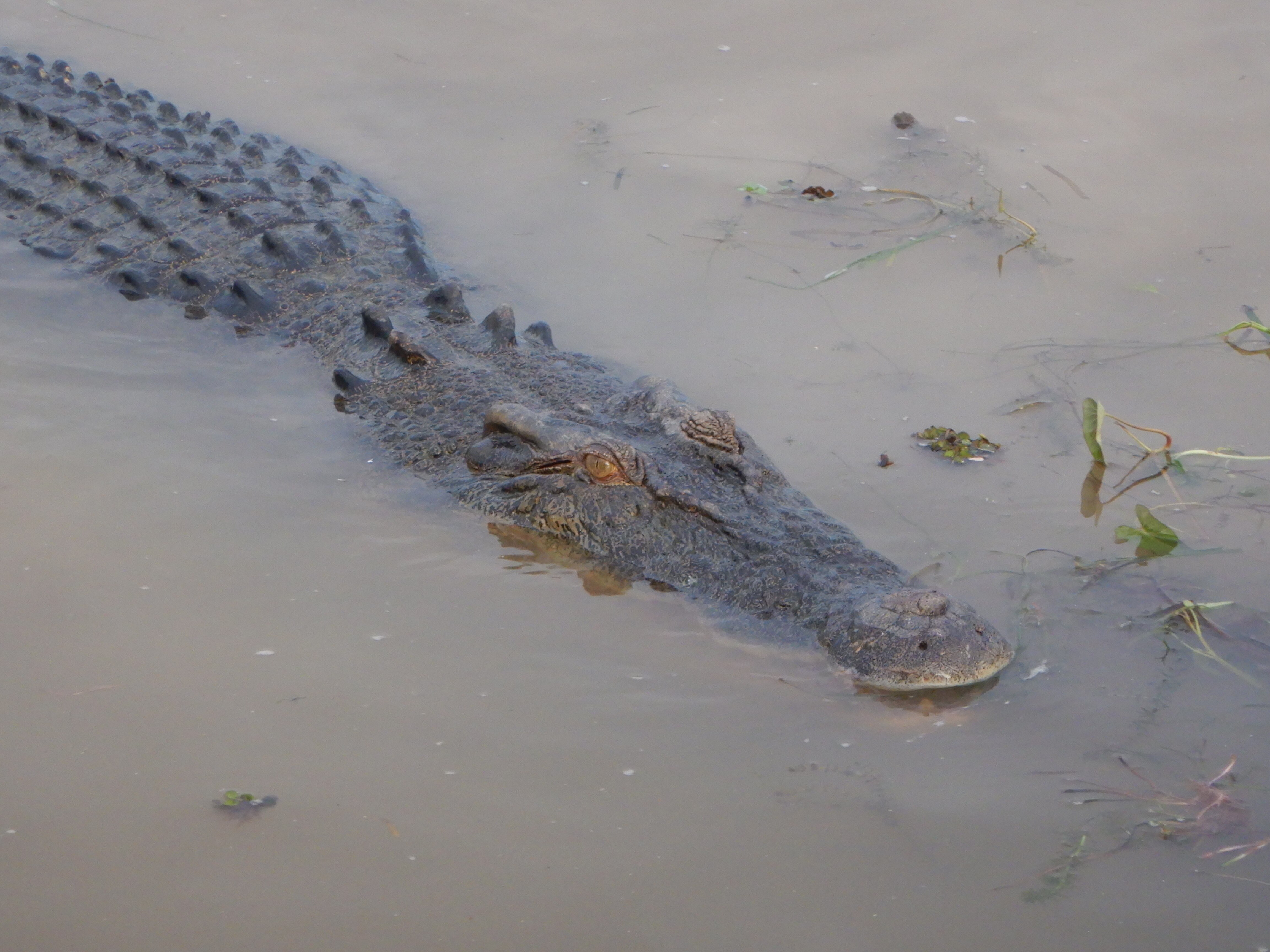 Litchfield attack prompts NT Government croc cull plan - ABC listen