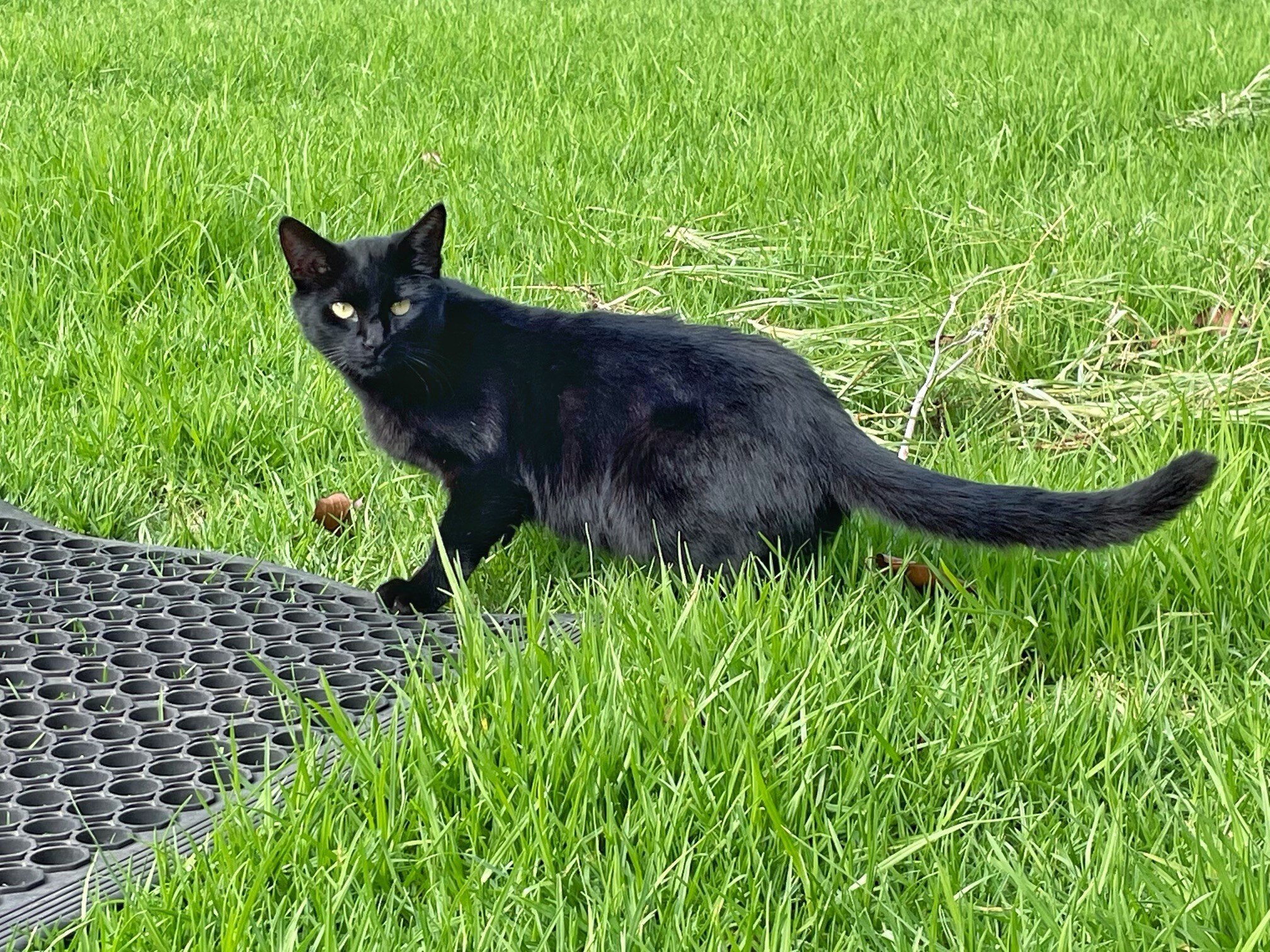 Cat escapes vet, walks 30km home to hungry kittens - ABC News