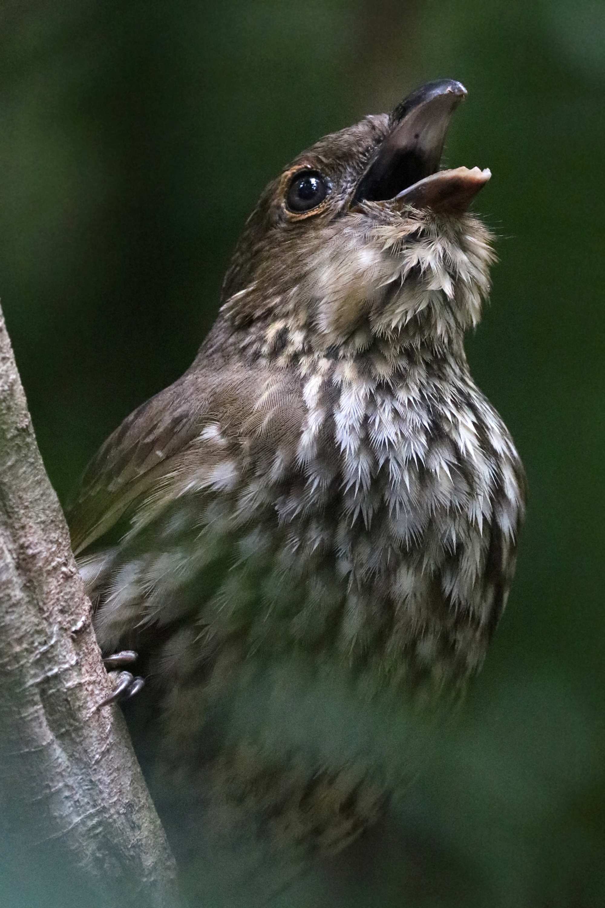 Golden bowerbirds' building prowess helps scientists monitor climate ...
