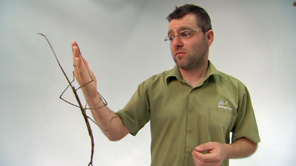 Australia's largest stick insect, daughter of Lady Gaga-ntuan, lays ...