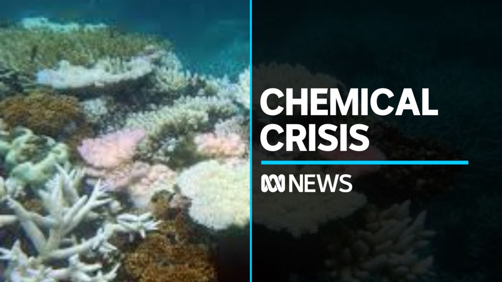 Chemicals in the Great Barrier Reef causing deformities in turtles ...
