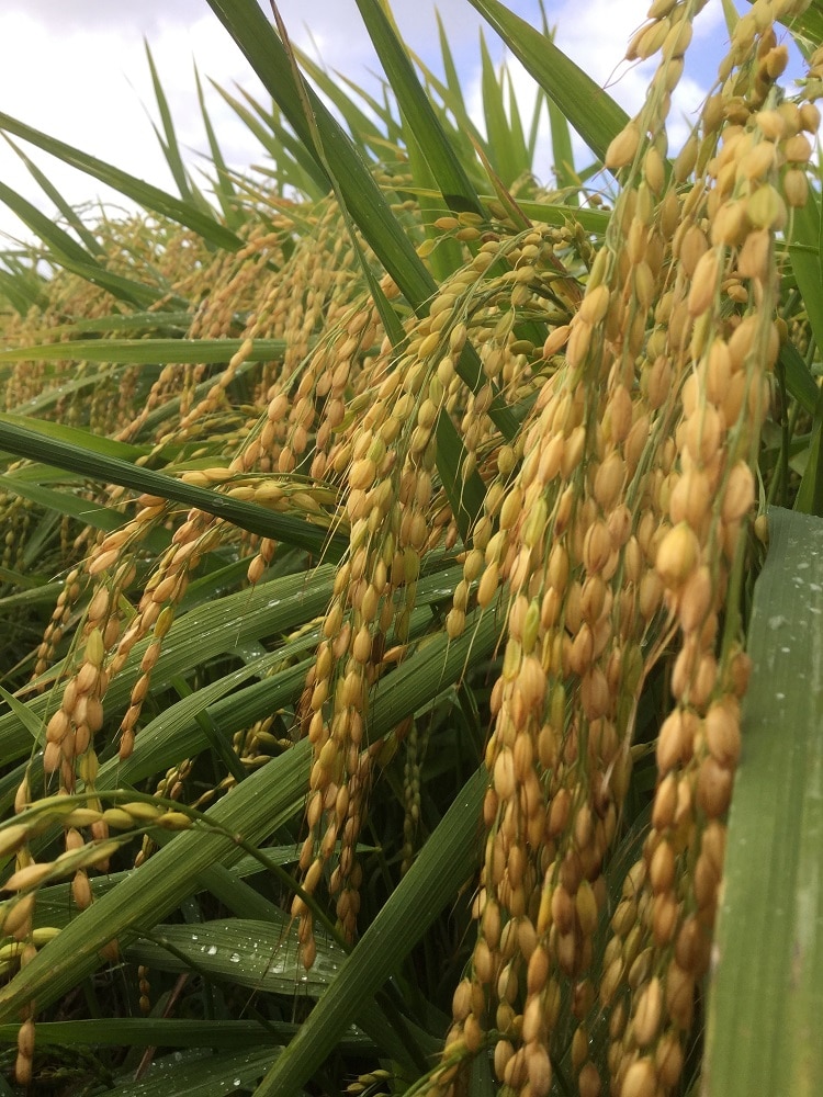 Australian-grown black rice could deliver a high value niche crop for ...