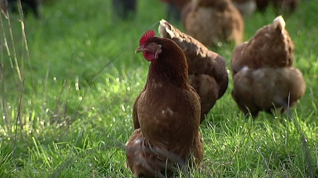 Bird Flu: Hundreds of thousands of chickens culled in worst ever ...