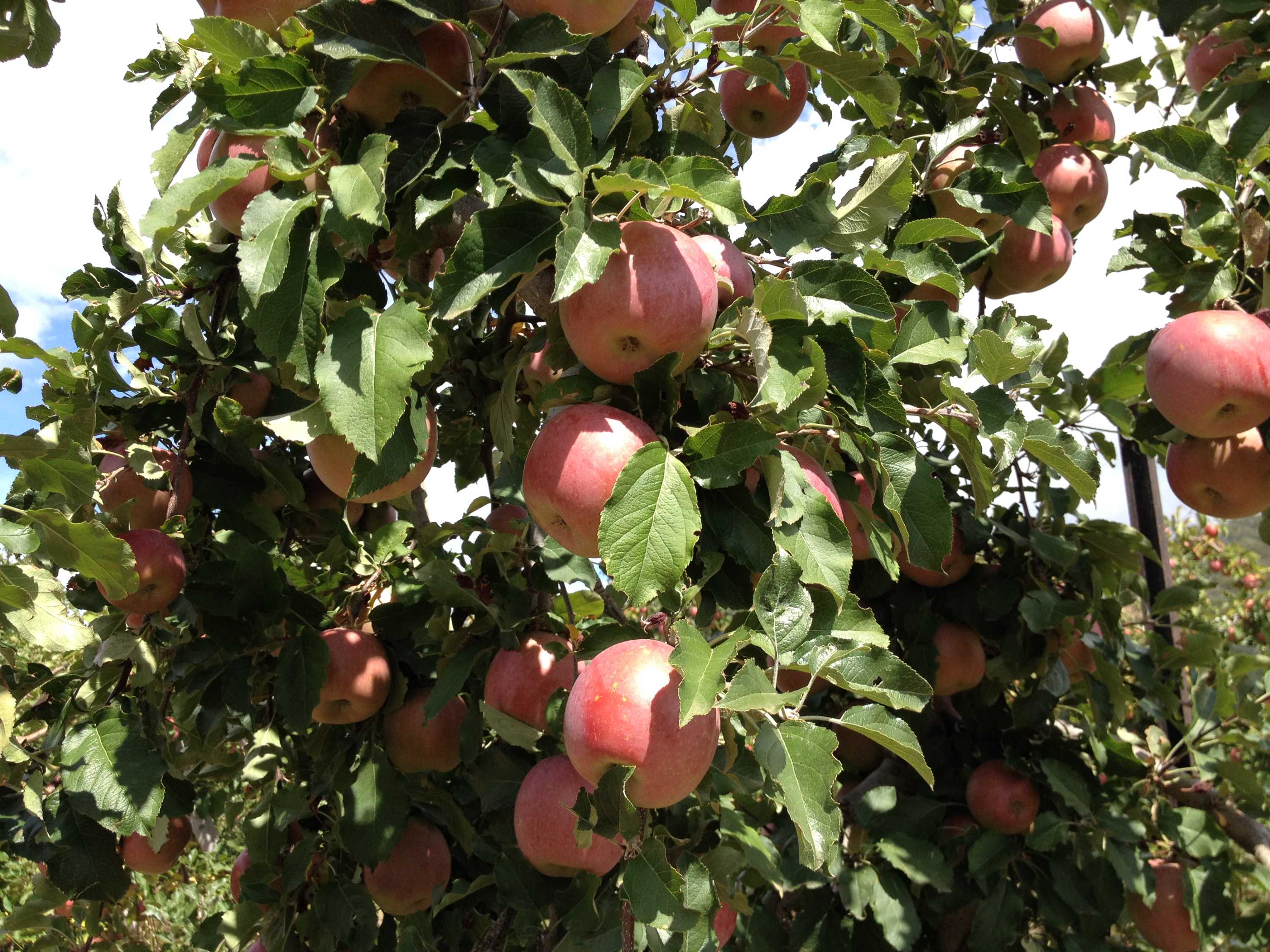 Batlow cool store rooms brimming with fruit after huge apple harvest ...