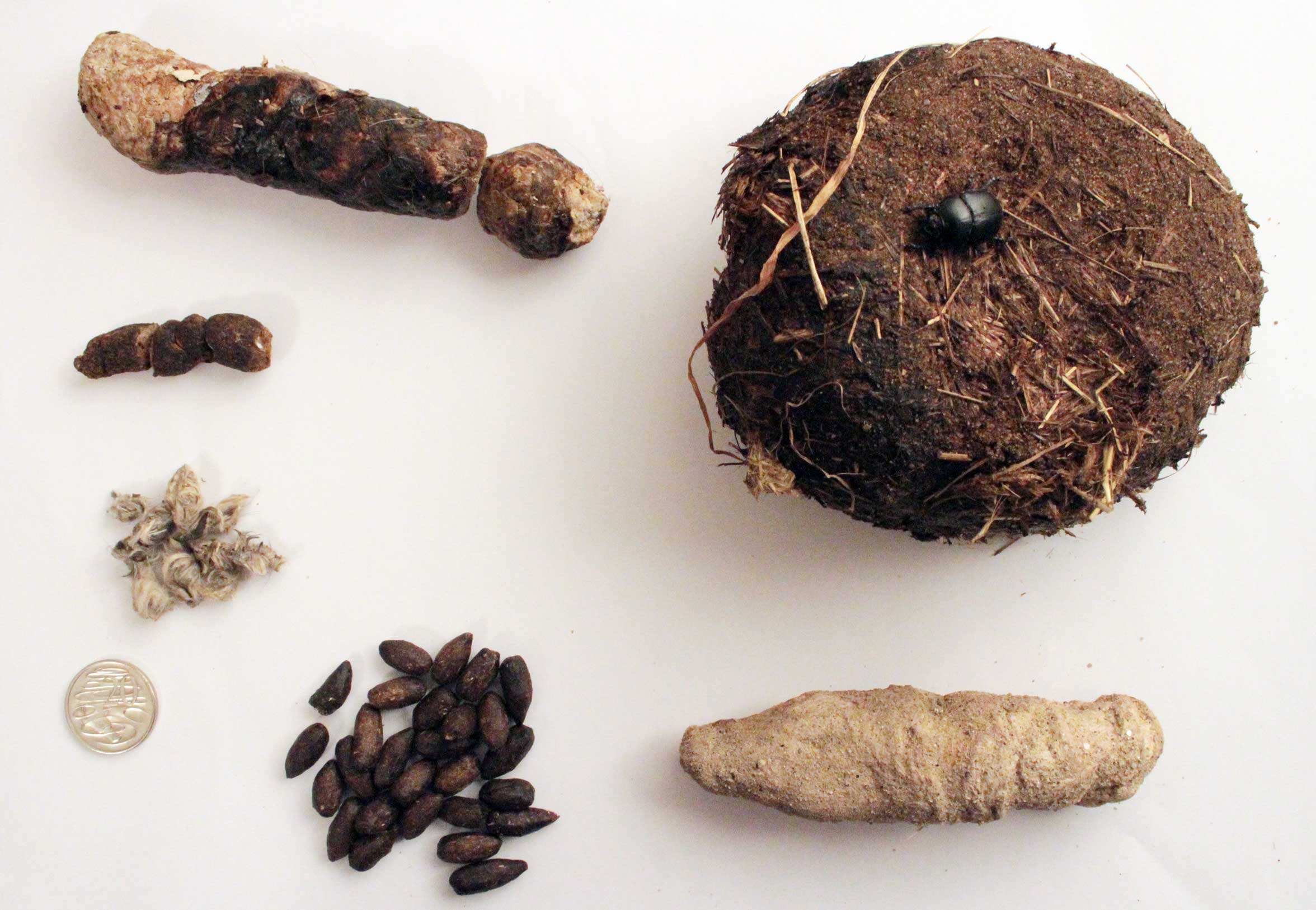 Zoo diaries: poop - ABC Radio National