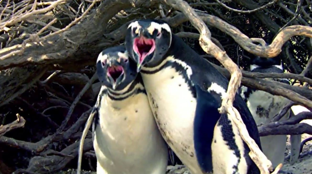 Dramatic National Geographic penguin love triangle video shocks ...